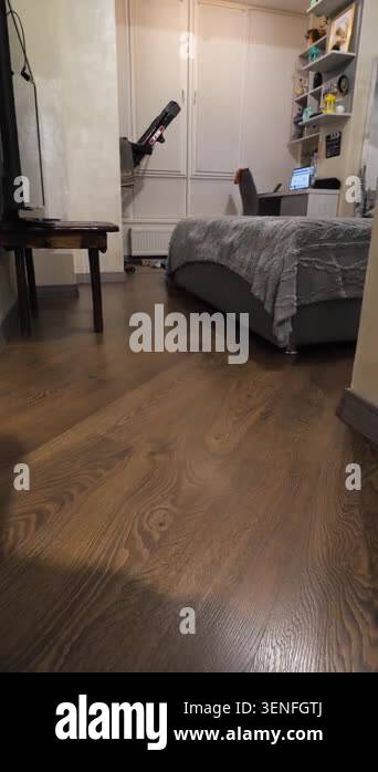 A purebred Scottish fold cat in a cat play area. Slow motion, vertical ...