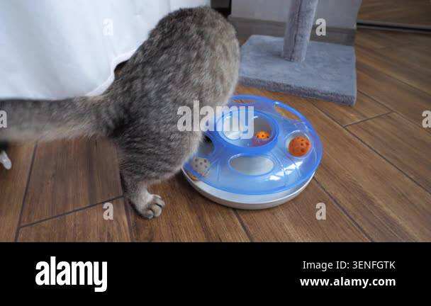 Little Scottish Fold kitten girl in the play complex playing with a ...
