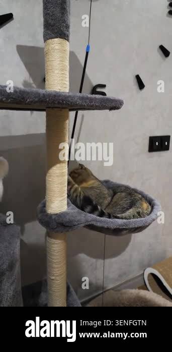 A purebred Scottish fold cat in a cat play area. Slow motion, vertical ...