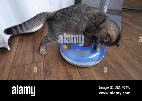 Little Scottish Fold kitten girl in the play complex playing with a ...
