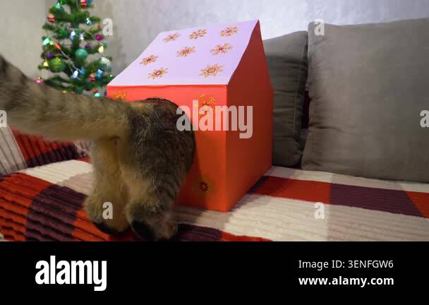 A small Scottish Fold kitten girl plays with a toy in a cardboard house ...