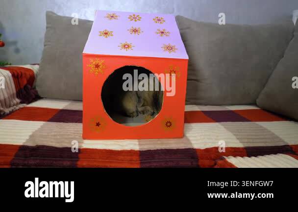 A small Scottish Fold kitten girl plays with a toy in a cardboard house ...