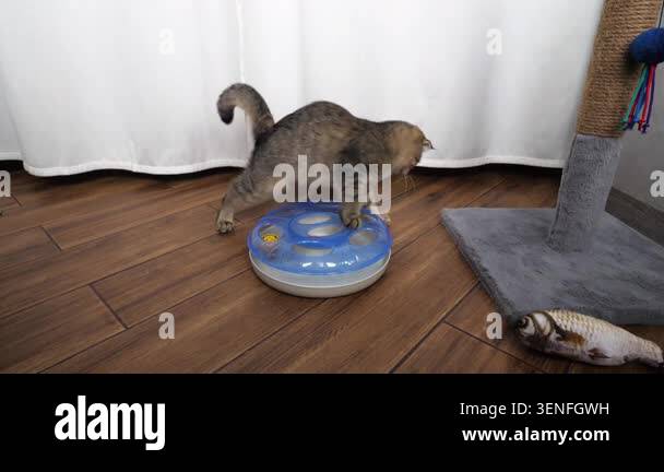 Little Scottish Fold kitten girl in the play complex playing with a ...