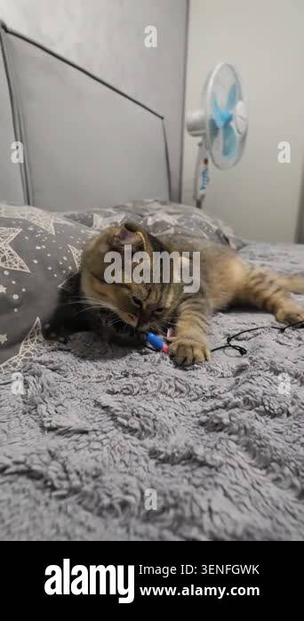 A small floppy-eared kitten washes itself with its paw while lying on a ...