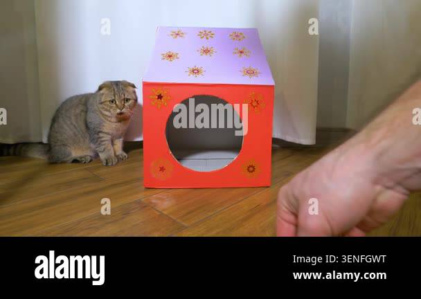 A small Scottish Fold kitten girl plays with a toy in a cardboard house ...