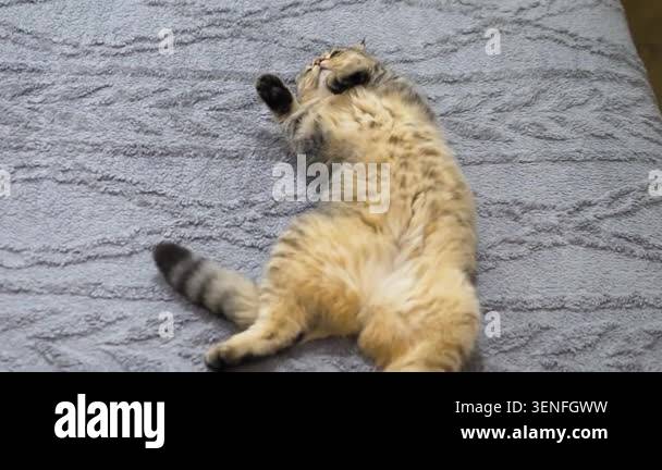 A Scottish Fold kitten lies on a warm blanket. Kitty is a small pet ...