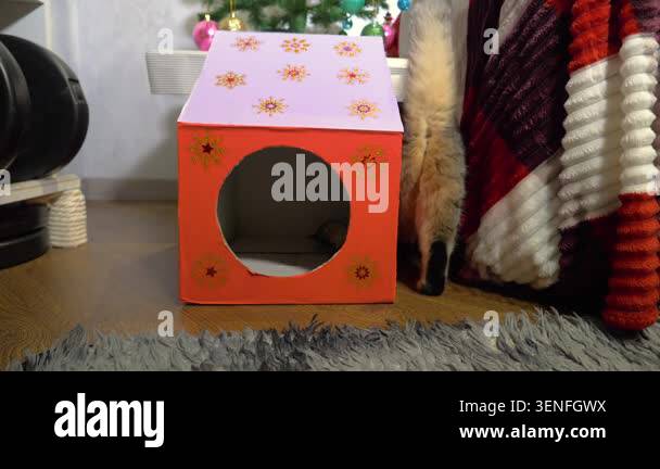 Scottish fold girl in a New Year's house made of cardboard in the ...