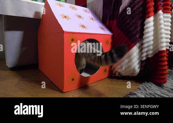 Scottish Fold girl plays with a toy in a cardboard house in an ...