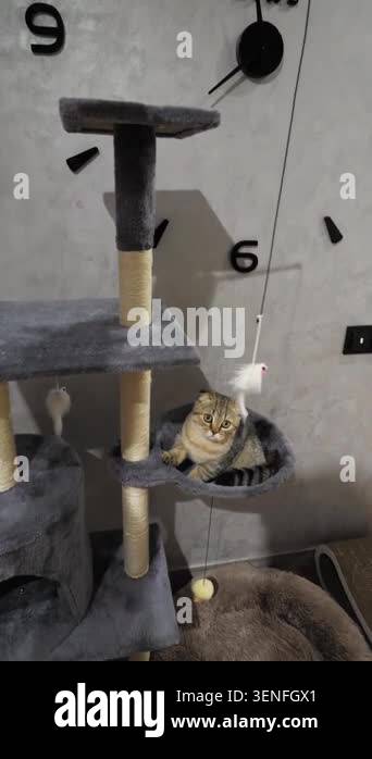 A purebred Scottish fold cat in a cat play area. Slow motion, vertical ...