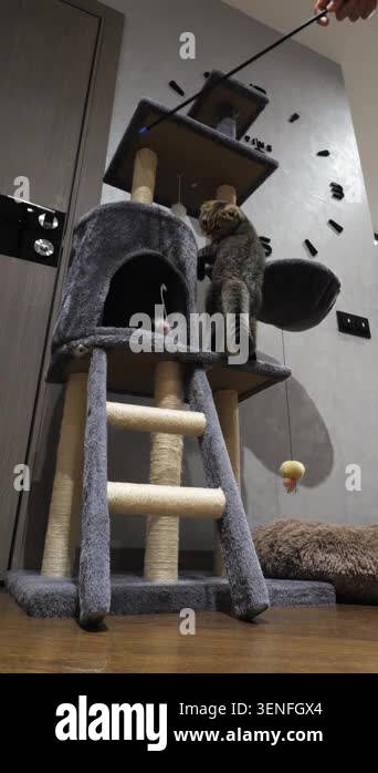 A purebred Scottish fold cat plays with a toy mouse. Pet domestic ...