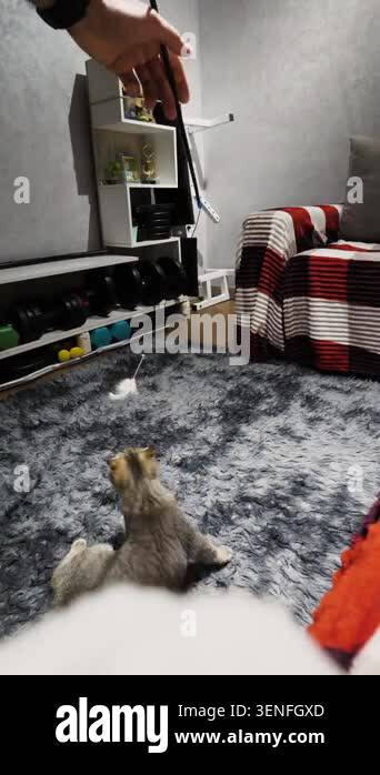A purebred Scottish fold cat plays with a toy mouse. Pet domestic ...