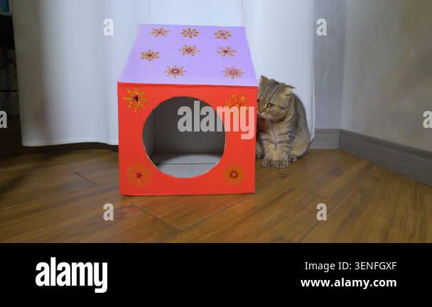 A small Scottish Fold kitten girl plays with a toy in a cardboard house ...