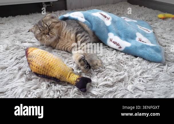 Scottish fold girl kitten yawns. A purebred pet lies covered with a ...