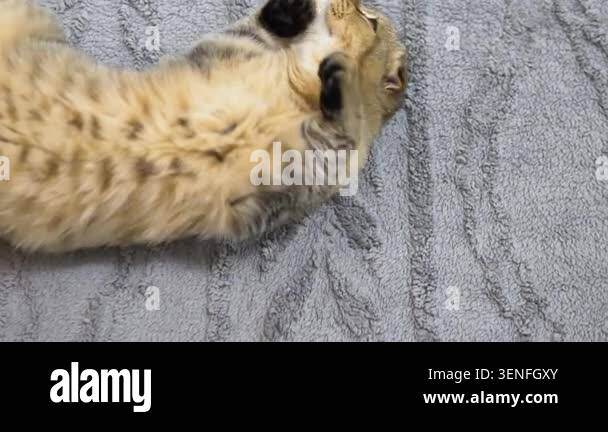 A Scottish Fold kitten lies on a warm blanket. Kitty is a small pet ...
