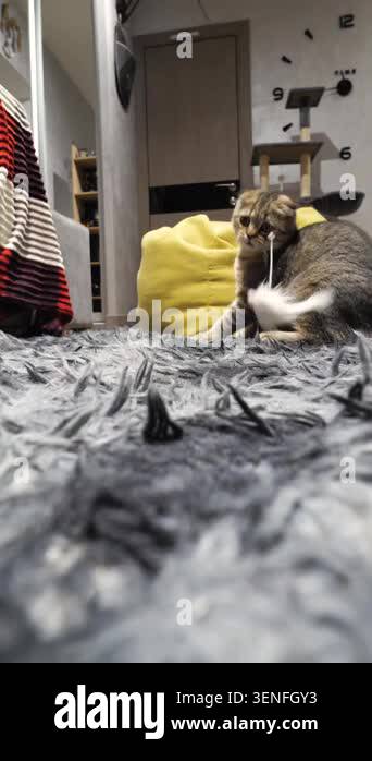 A purebred Scottish fold cat plays with a toy mouse. Pet domestic ...