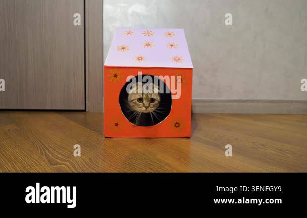 Scottish fold girl in a cardboard house. The gray cat is a purebred pet ...