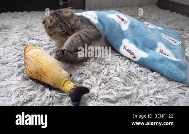 Scottish Fold female kitten falls asleep in the warmth and comfort of ...