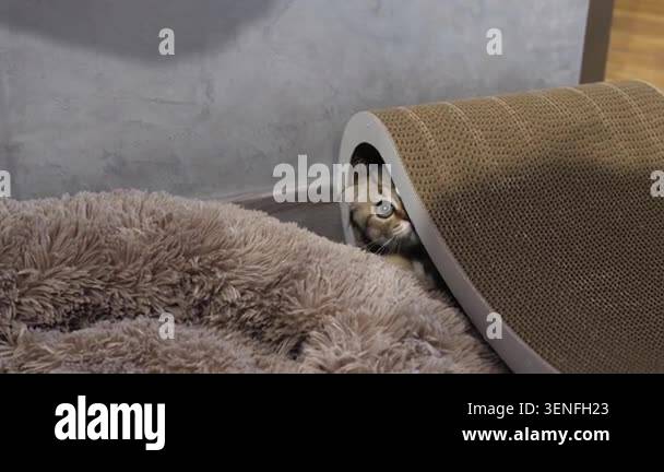 Little Scottish Fold kitten girl. Gray domestic purebred cat. Home pet ...