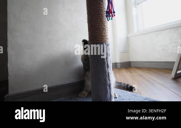 Scottish Fold kitten girl playing with a toy in the apartment of the ...