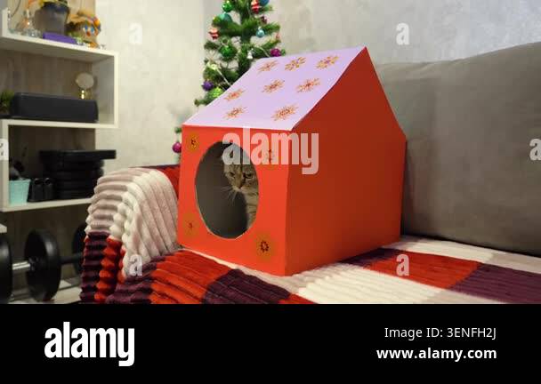Scottish fold girl in a New Year's house made of cardboard in the ...