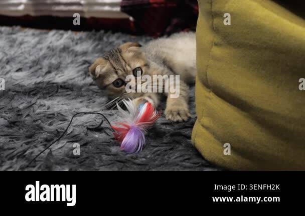 Scottish fold cat plays with a toy, in slow motion, a domestic purebred ...