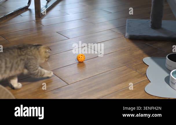 Scottish Fold kitten plays with a ball in the apartment. Pet purebred ...
