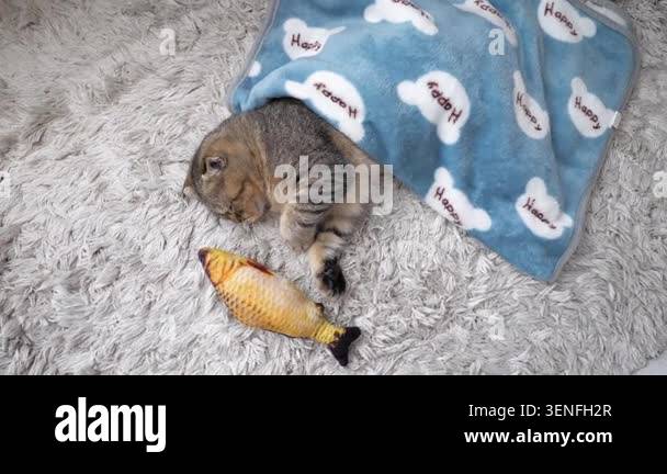 Scottish fold girl kitten yawns and falls asleep in the warmth and ...