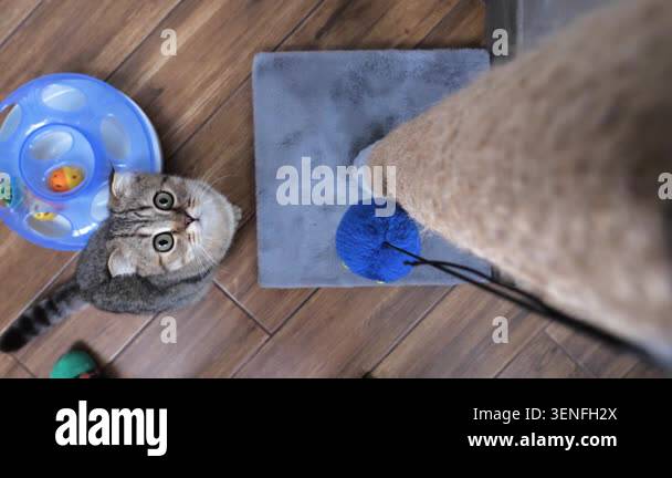 A small kitten sharpens its claws on a scratching post. Scottish fold ...