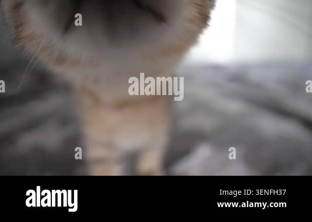 A kitten sniffs something close-up, gray Scottish fold girl, slow ...