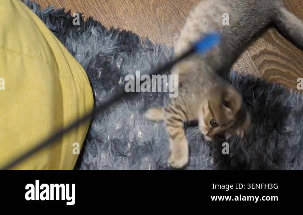 Scottish fold cat plays with a toy, in slow motion, in the apartment of ...