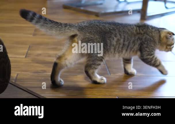 Little Scottish Fold kitten girl. Gray domestic purebred cat. Home pet ...