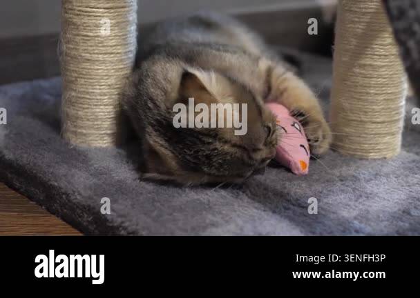 Scottish Fold kitten girl playing with a toy in the apartment of the ...