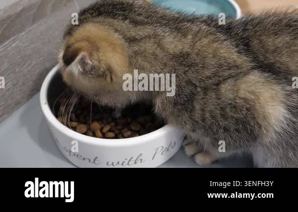 A small Scottish Fold kitten eats dry food from a plate in the ...