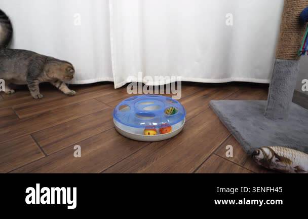 Little Scottish Fold kitten girl in the play complex playing with a ...