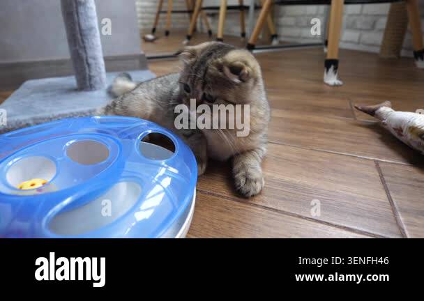 Little Scottish Fold kitten girl in the play complex playing with a ...