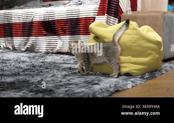 Soft focus. Portrait of a small kitten, Scottish Fold. Cat in the ...