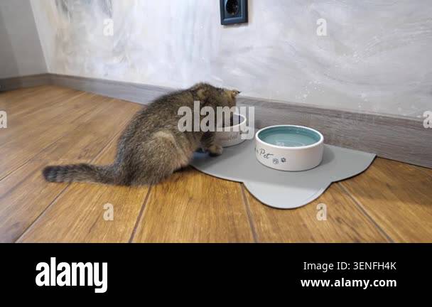 A small Scottish Fold kitten eats dry food from a plate in the ...