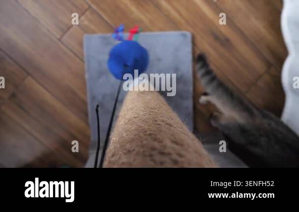 A small kitten sharpens its claws on a scratching post. Scottish fold ...