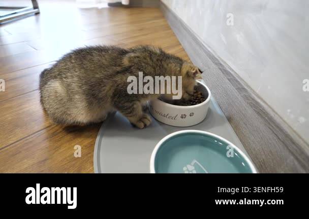 A small Scottish Fold kitten eats dry food from a plate in the ...