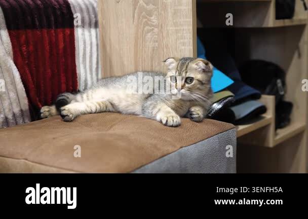 Little kitten girl Scottish fold, lying on a soft pouf in the apartment ...