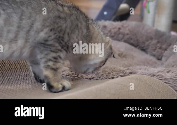 Scottish Fold kitten girl, playing in the apartment. Small gray cat ...