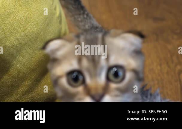 Scottish Fold kitten girl playing with a toy in the apartment. Small ...
