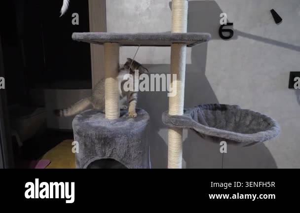Scottish Fold kitten girl playing with a toy in the apartment of the ...