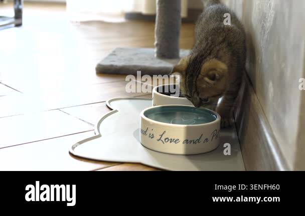 Little Scottish Fold kitten girl. Gray domestic cat drinks water ...