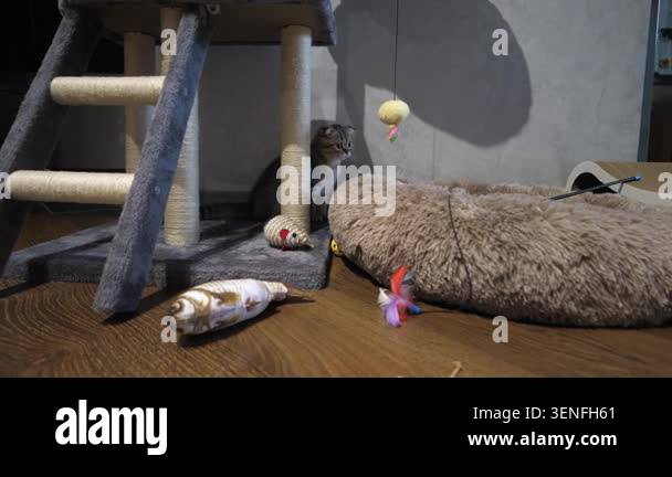 Gray cat baby. Little Scottish Fold kitten girl. Purebred pet in the ...