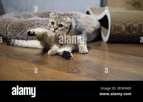 Kitten's look at the camera. A small Scottish Fold kitten lying on the ...