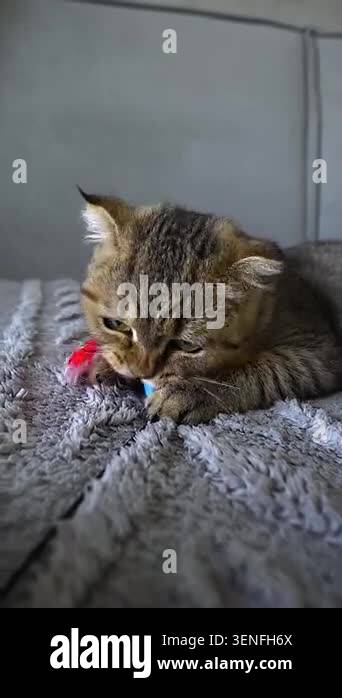 Beautiful domestic Scottish Fold cat with floppy ears relaxing at home ...