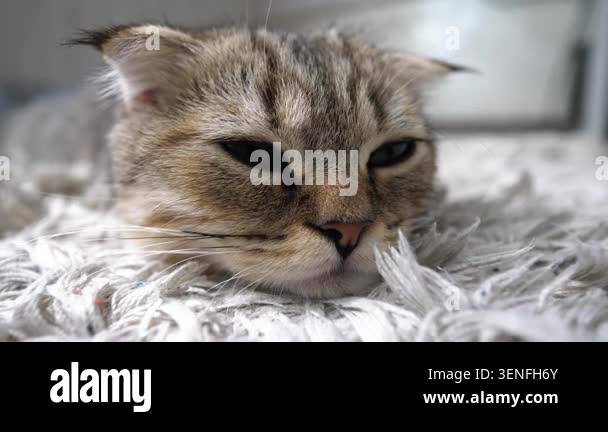 Kitten's look at the camera. A small Scottish Fold kitten lying on a ...