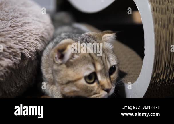Kitten's look at the camera. A small Scottish Fold kitten lying on the ...