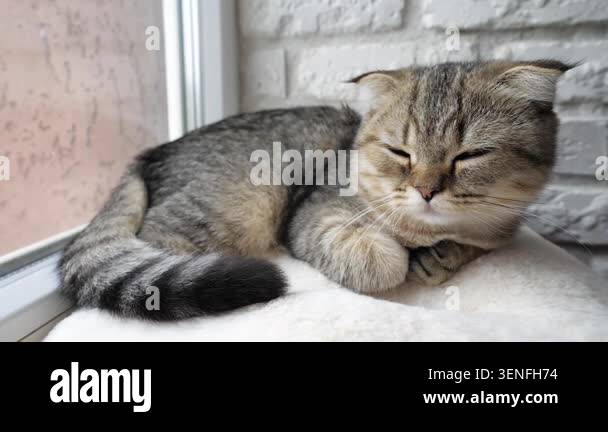 Gray cat baby. Little Scottish Fold kitten girl. Purebred pet in the ...